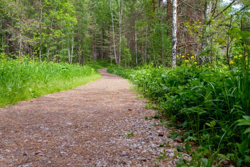 Forest Dirt Path Winding Going through the Natural Park on Both Sides ...