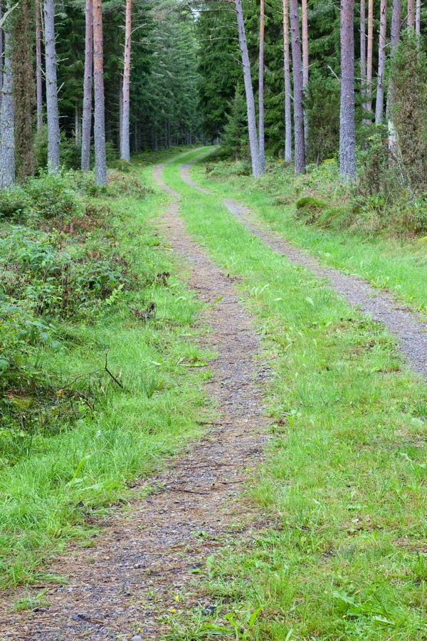Forest dirt road stock image. Image of landscapes, roadside - 17289001
