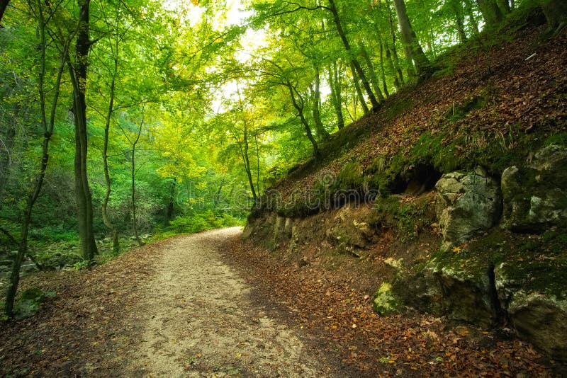 Forest dirt road stock image. Image of rural, season - 132635123