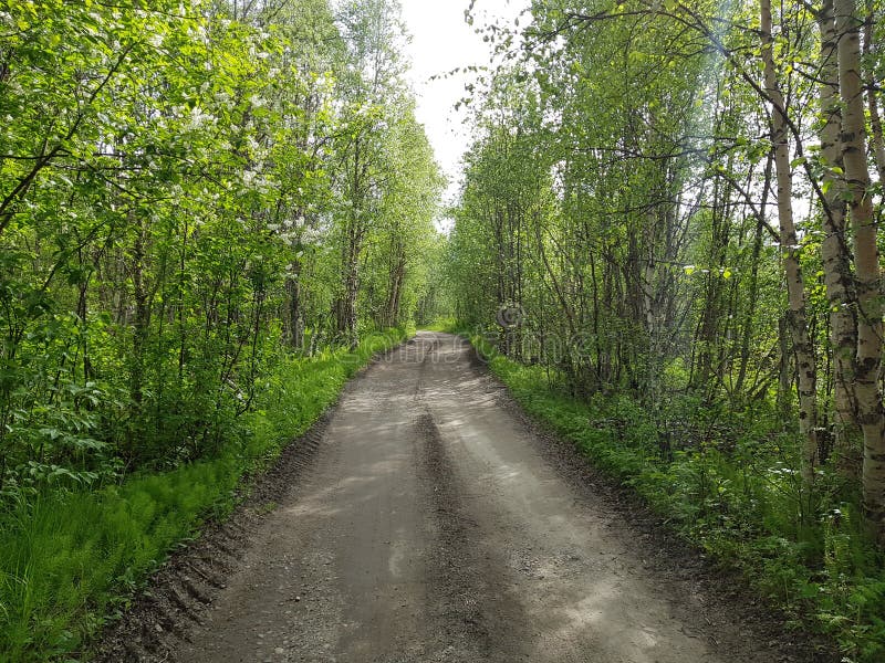 Forest Dirt Road in Northern Summer Wilderness Stock Photo - Image of ...