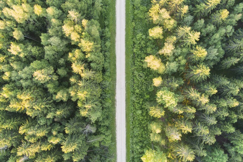 Forest Dirt Road, Photo View from a Drone on a Summer Day Stock Image ...