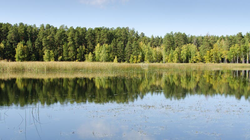 In the forest stock image. Image of surroundings, quiet - 60838283