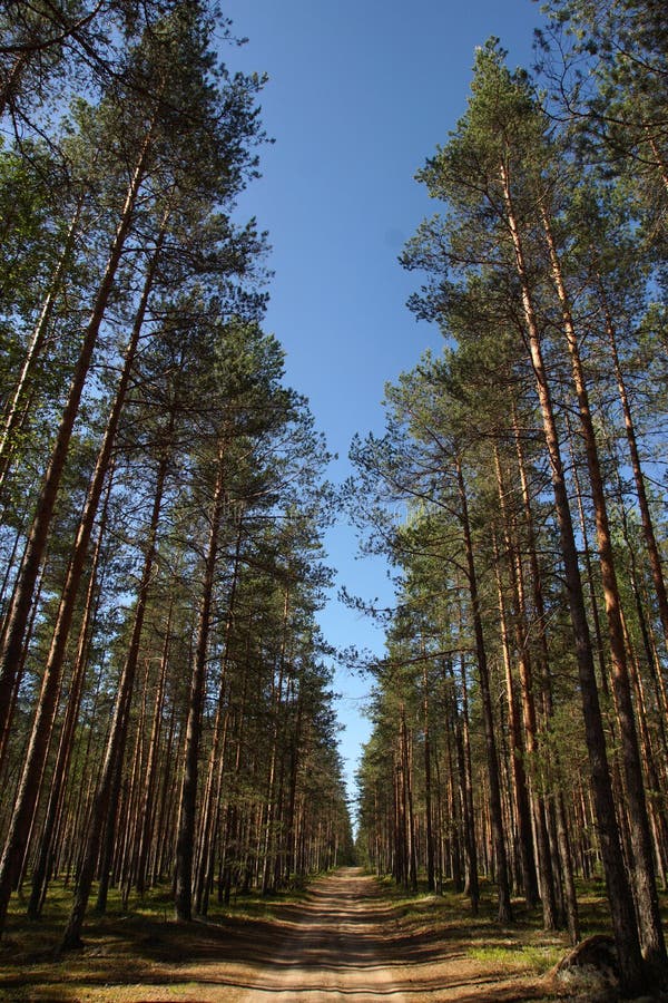 Forest Dirt Road with Tall Straight Pine Trees and Sky Stock Photo ...