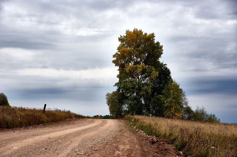 Forest Dirt Road in the Wilderness Along the River Editorial Stock ...