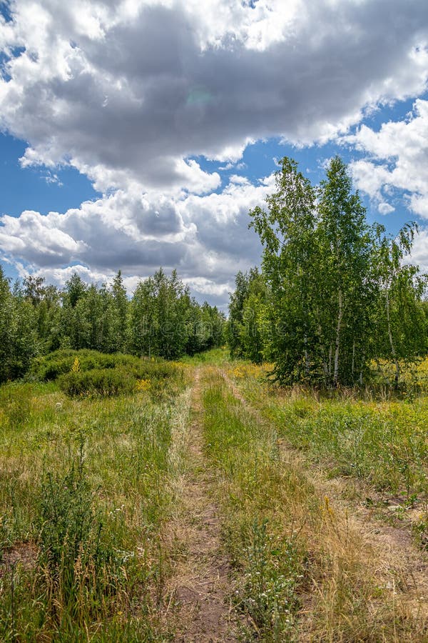 Forest Dirt Roads among Trees and Fields Stock Image - Image of ...