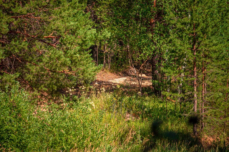 Forest Dirt Roads among Trees and Fields Stock Photo - Image of fields ...