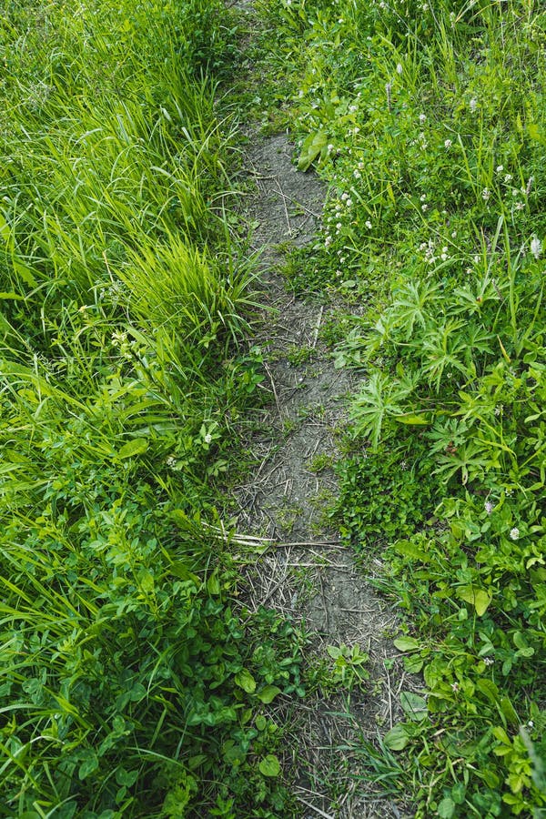 Forest Dirt Trail in Green Grass Stock Photo - Image of hike, leaf ...