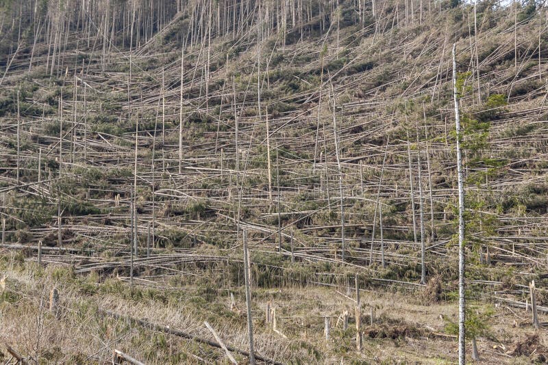 Forest after Disaster - Poland. Stock Photo - Image of cataclysm, trees ...