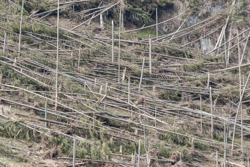 Forest after Disaster - Poland. Stock Image - Image of trees, broken ...