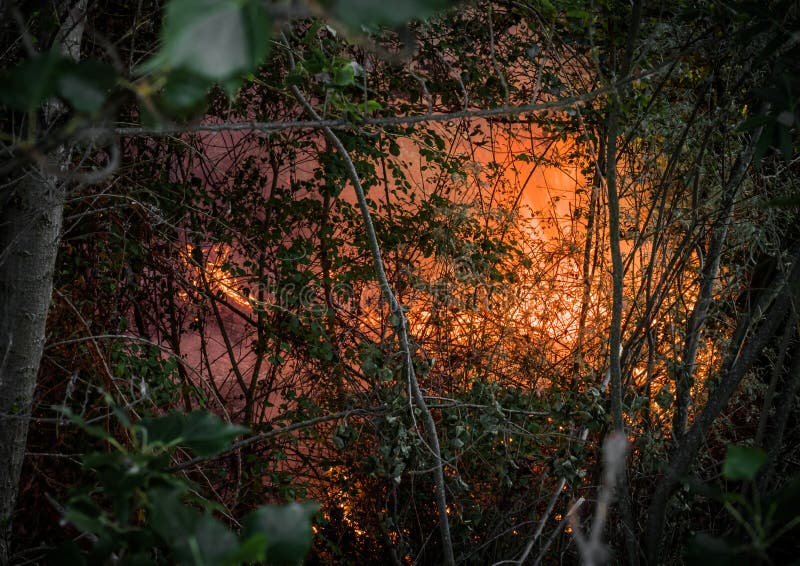 Forest Fire with High Flames Burning Vegetation and Trees in Spring ...