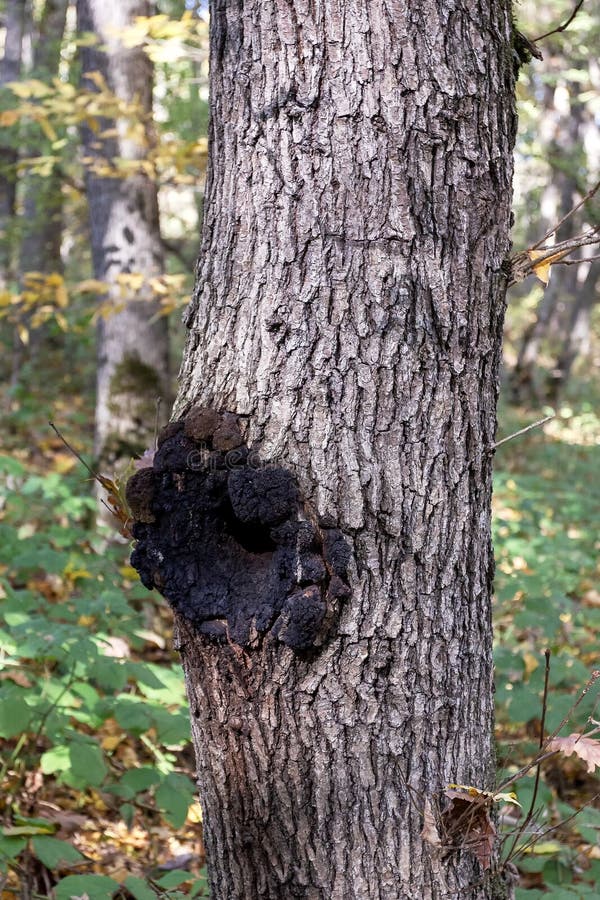 Forest Diseases Methods of Their Determination and Control in ...