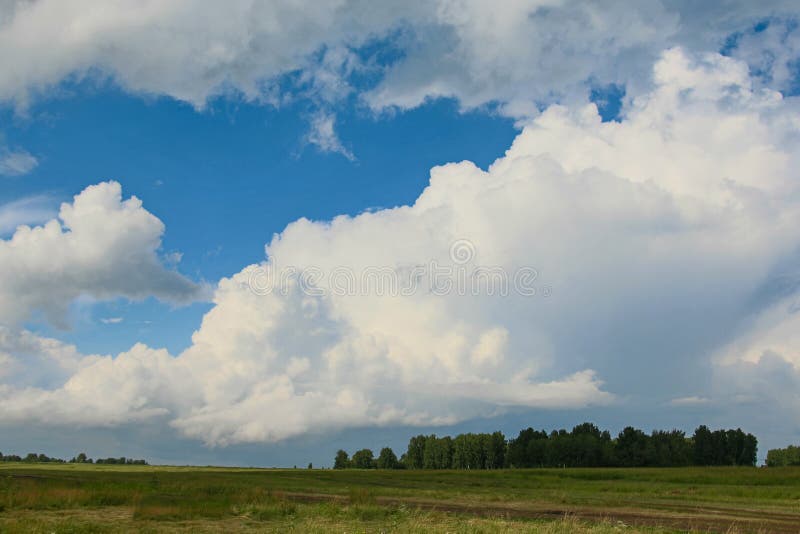 Forest stock photo. Image of grass, landscapes, distance - 56566240