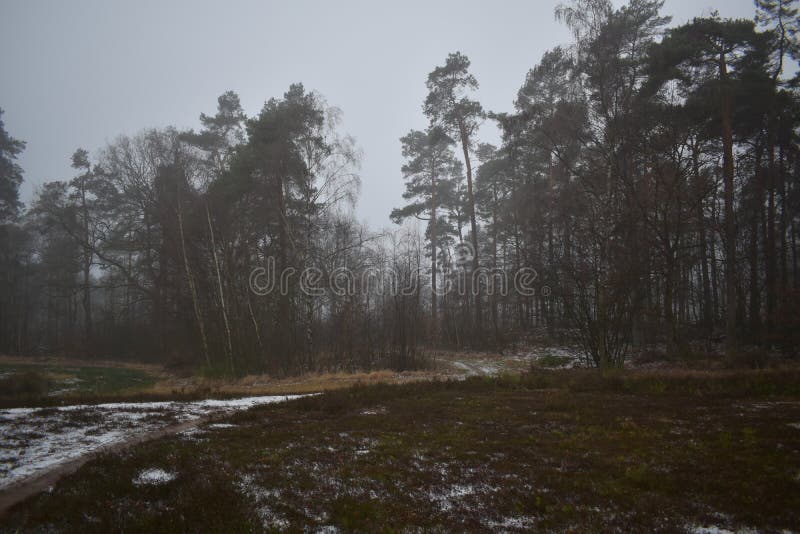 Forest in the Distance with Winter Sky Stock Photo - Image of heather ...
