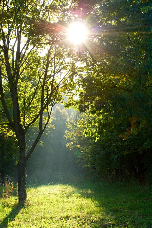 Forest at down stock image. Image of forest, gold, sunrise - 6790143