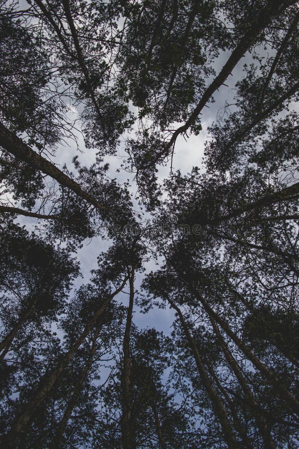 Forest from Down in Spring. Stock Photo - Image of cloud, nature: 218091564