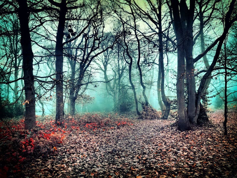 Forest Dream in Emerald Fog Stock Image - Image of leaf, forest: 204233013