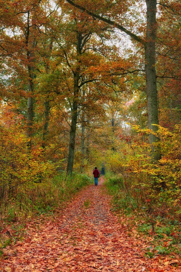 Forest Dressed in the Colors of Autumn. the Forest in the Colors of ...