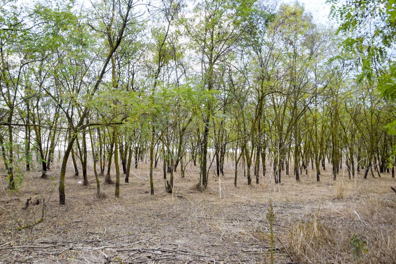 Forest with Dry Grass. the Forest Belt. Stock Photo - Image of outside ...