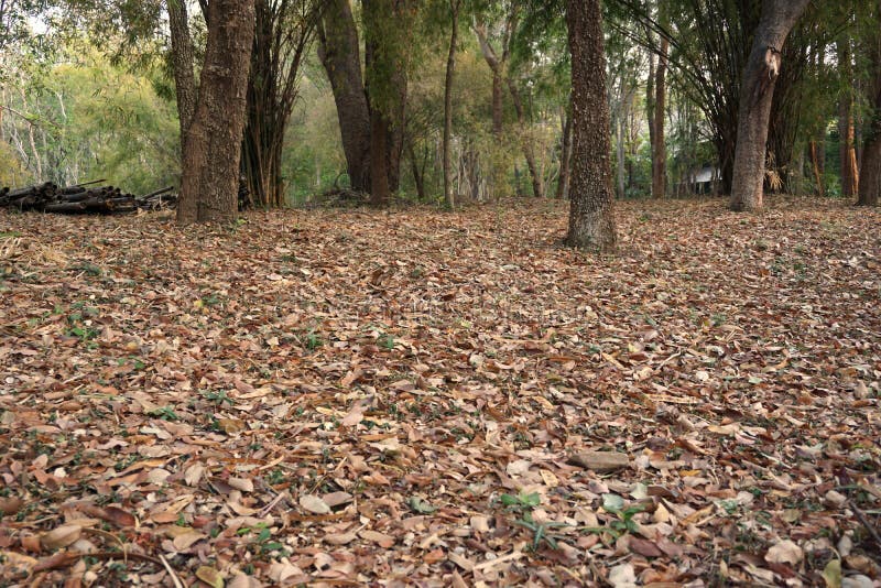 Forest in dry season stock image. Image of nature, leaves - 72279243