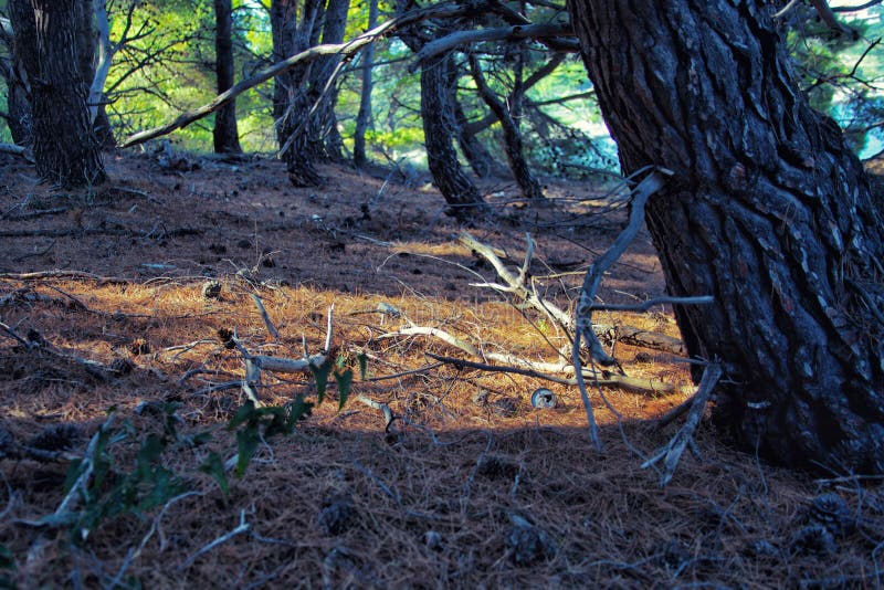 Forest with Dry Twigs and Tree Roots Stock Photo - Image of light ...