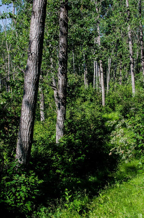 Forest in Duck Mountain Provincial Park, Manitoba, Canada Stock Image ...