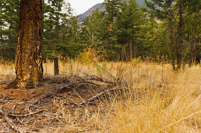 Forest Duff Under Pine Trees Stock Image - Image of carpet, floor ...
