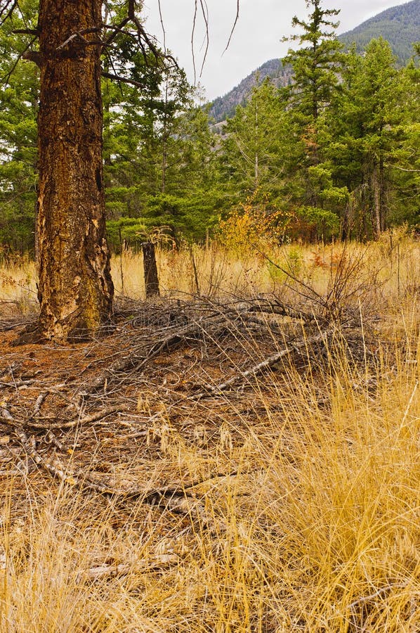 Forest Duff Under Pine Trees Stock Image - Image of carpet, floor ...