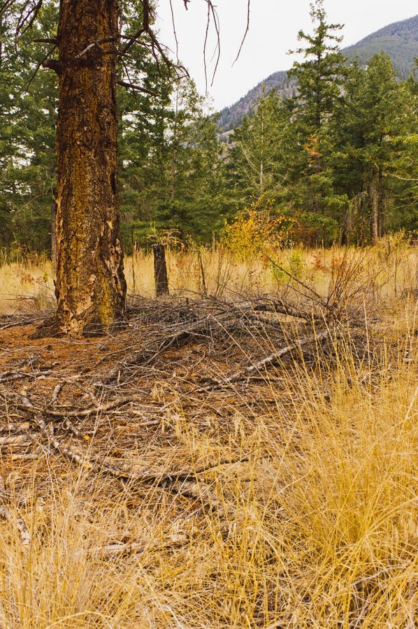 Forest Duff Under Pine Trees Stock Photo - Image of ecology, grass ...