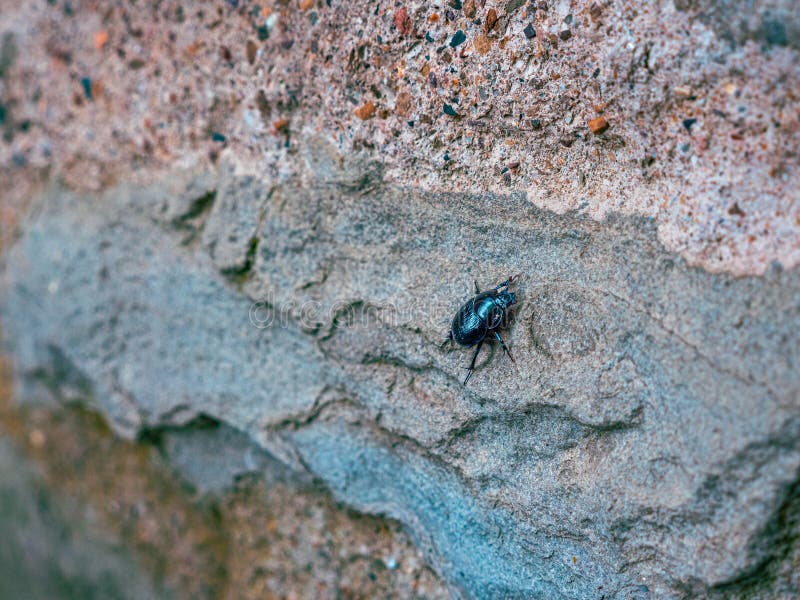 A Forest Dung Beetle on a Stone Wall Stock Photo - Image of detail ...