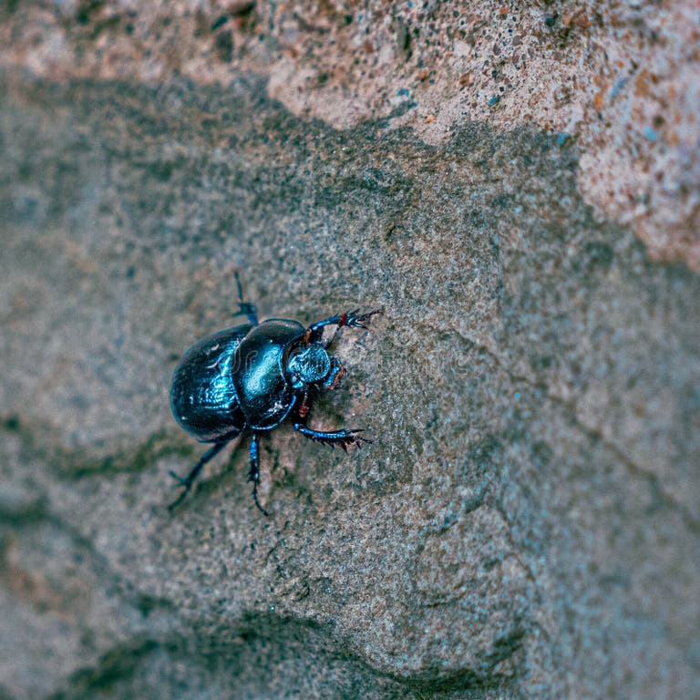 A Forest Dung Beetle on a Stone Wall in Detail Stock Photo - Image of ...
