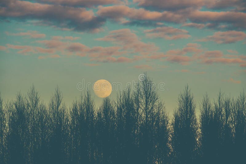 Forest at Dusk and Full Moon Stock Photo - Image of late, trees: 120269812