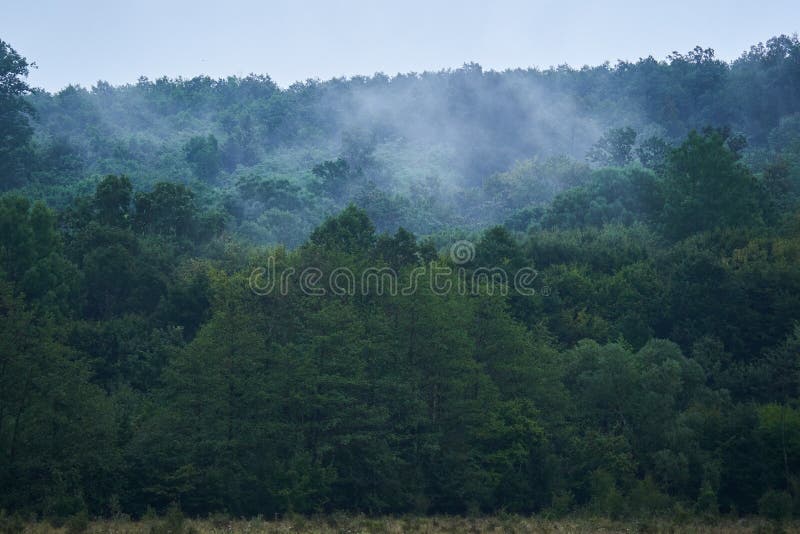 Forest after Dusk with Mist and Clouds Stock Image - Image of ...