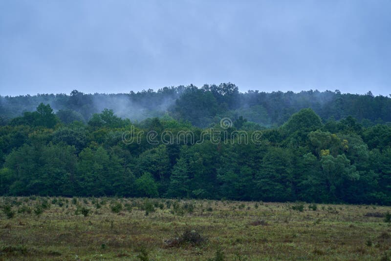 Forest after Dusk with Mist and Clouds Stock Image - Image of evening ...