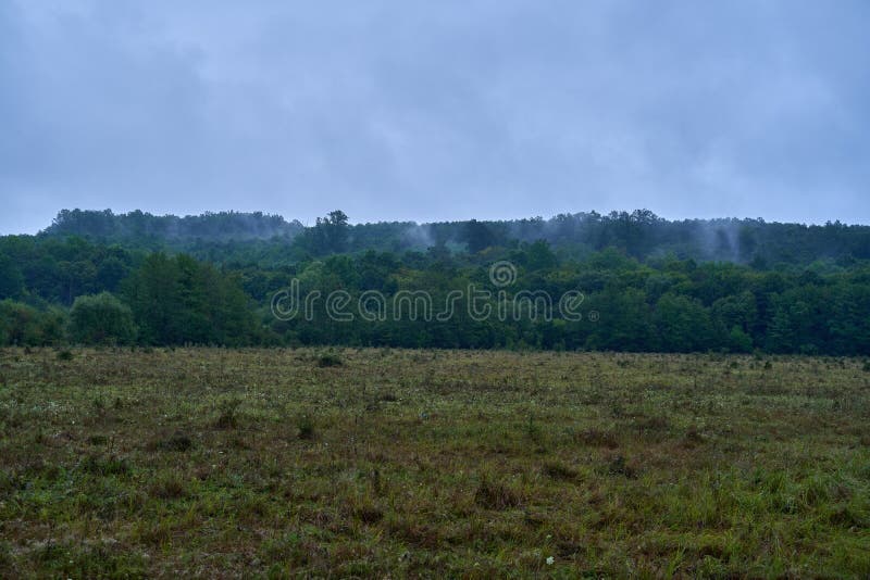 Forest after Dusk with Mist and Clouds Stock Photo - Image of nature ...