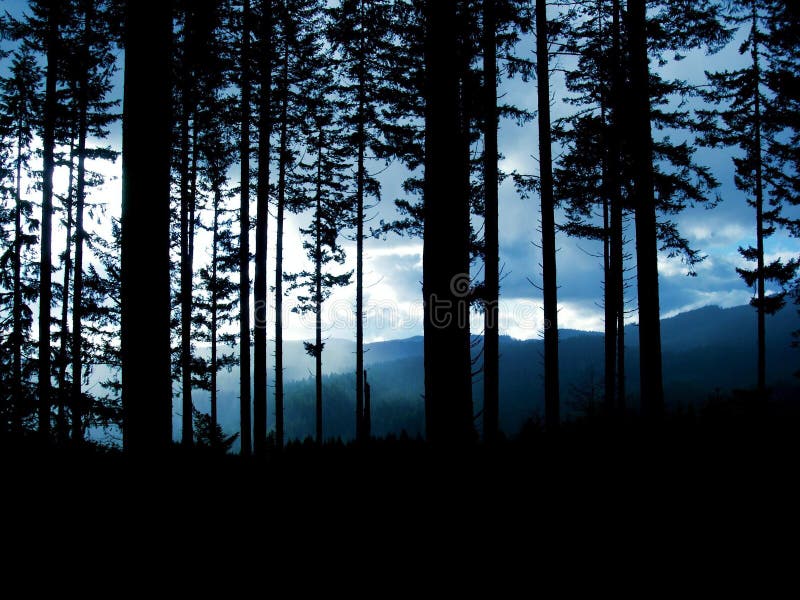 Forest at dusk stock photo. Image of trees, forest, oregon - 80087226