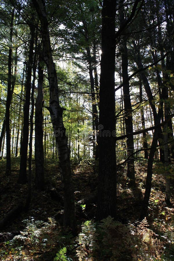 Forest at dusk stock image. Image of trees, forest, dusk - 50483719