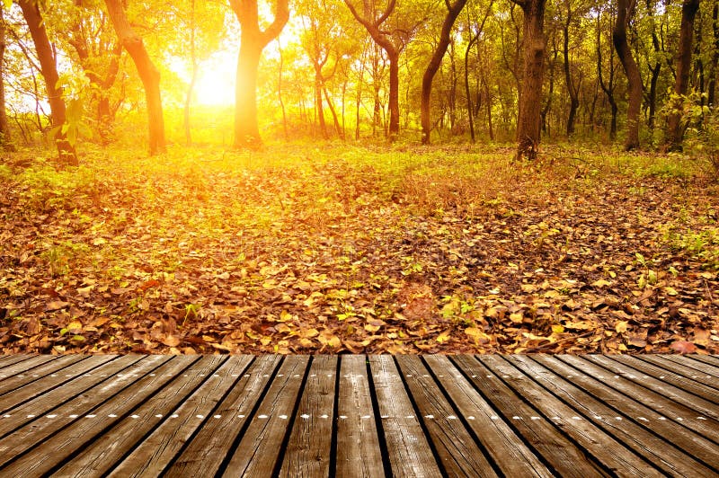 Forest at dusk stock image. Image of fall, daylight, natural - 33079987