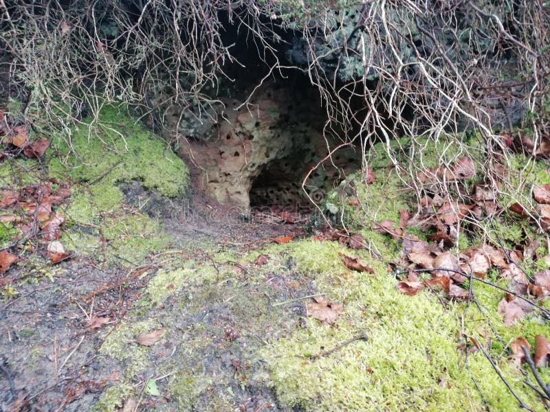 Forest roots stock image. Image of erasion, forest, roots - 147390487