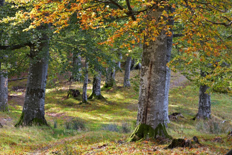 Forest in early Autumn stock photo. Image of green, pine - 187489772