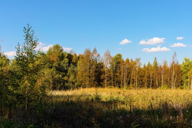 Forest in early autumn stock image. Image of wood, color - 107687645