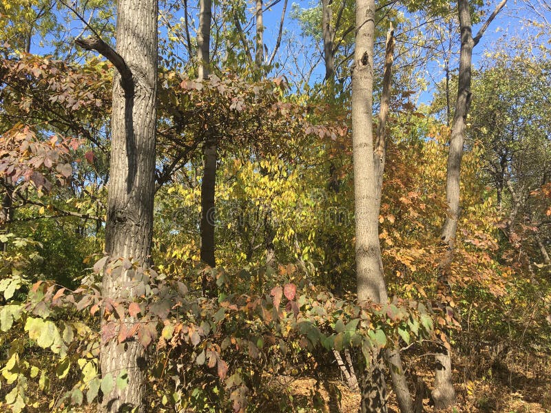 Forest, early autumn trees stock photo. Image of branch - 102997214