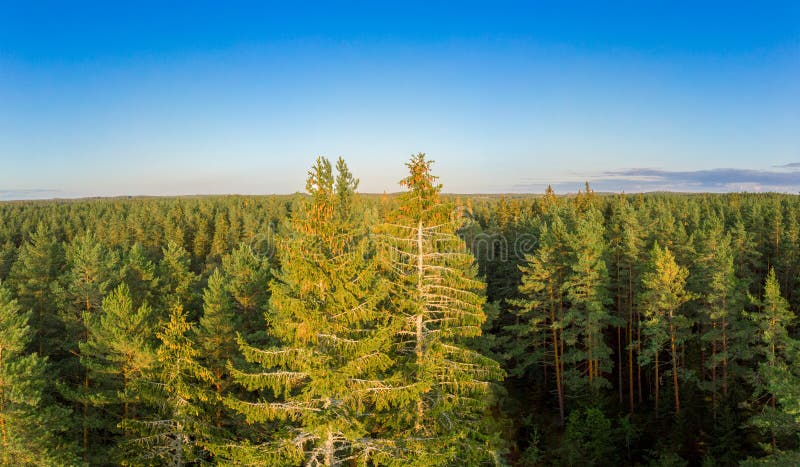 Forest in early fall stock image. Image of spruce, outdoors - 156825609
