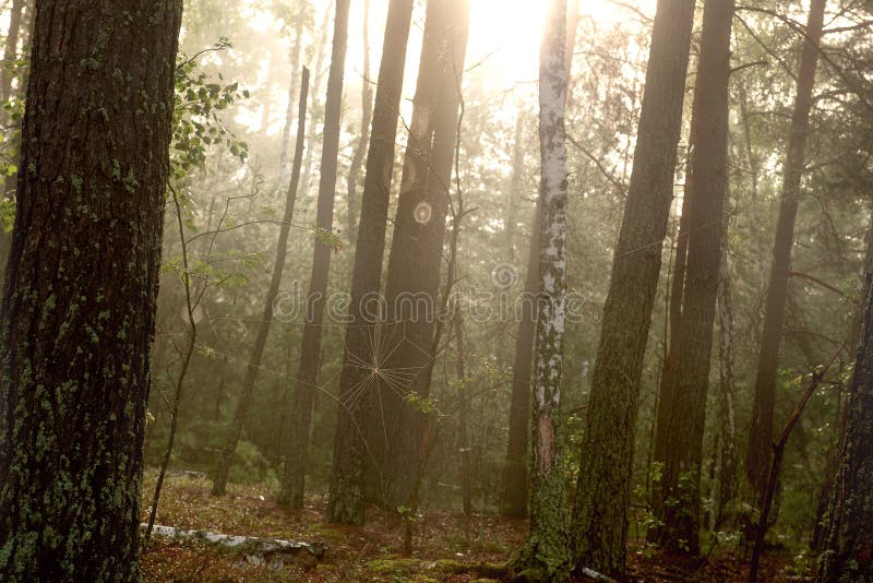 Forest Early in the Morning in Fog and Cobwebs on Tree Branches. Web ...