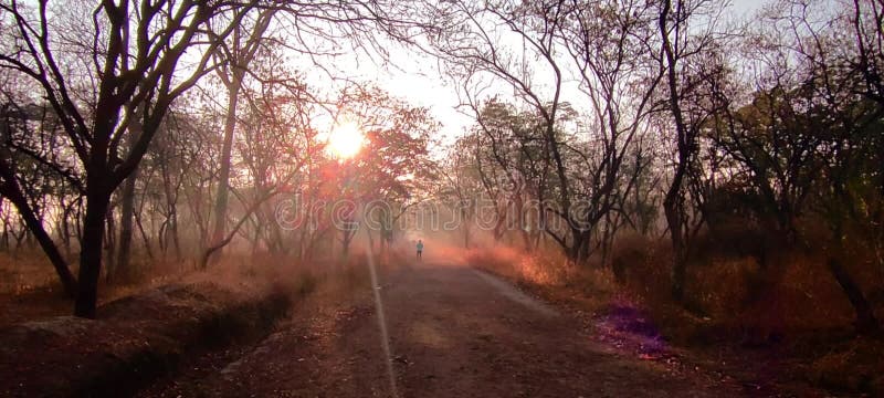 Forest early morning stock footage. Video of coming - 277004746