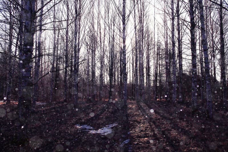 Forest in early spring stock image. Image of outdoors - 69611463