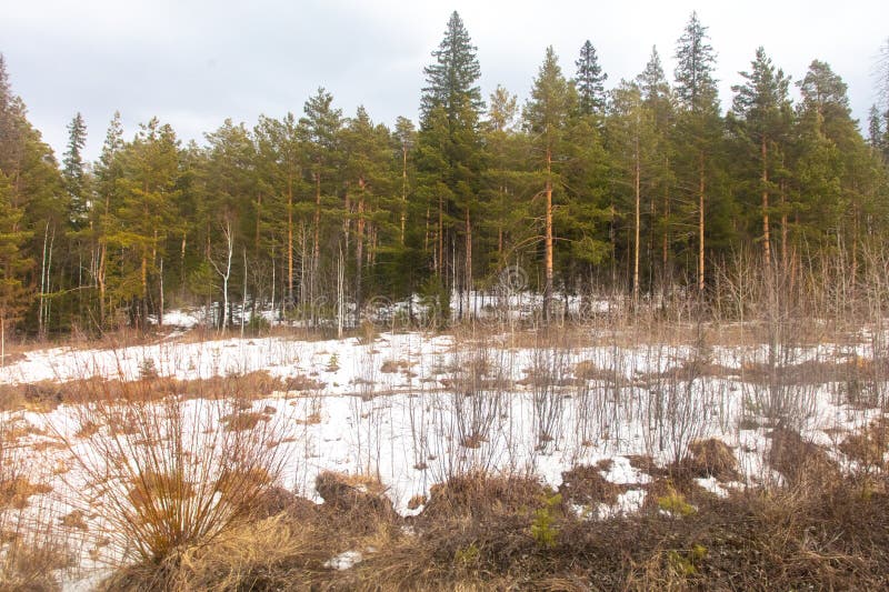Forest in Early Spring. Early Spring Forest. Early Spring Forest. First ...