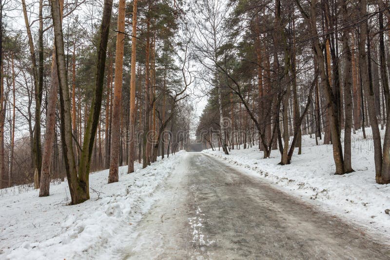 Forest in Early Spring. March. the Road in the Forest Stock Photo ...
