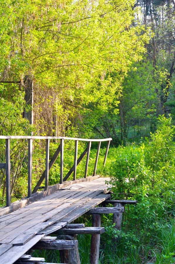 Forest Early Spring Morning. Stock Image - Image of leaf, grass: 109301671