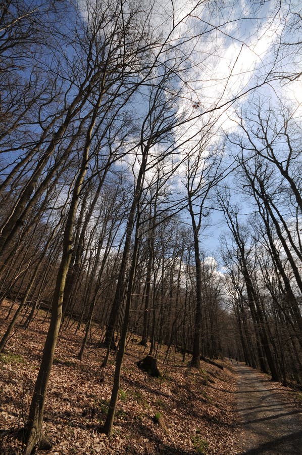 Forest in early spring stock image. Image of gate, forest - 61794961