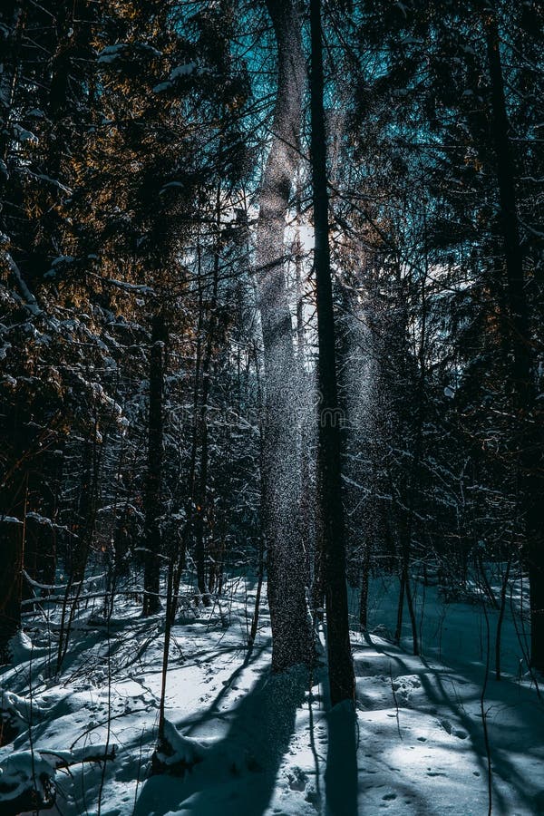 Forest in Early Spring. There is Still Snow Everywhere and All the ...